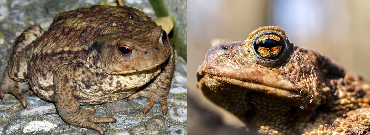 Sapo común | Bufo bufo