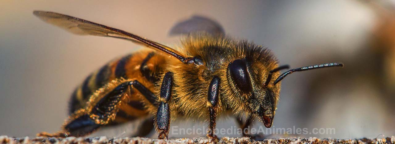 Información de las abejas