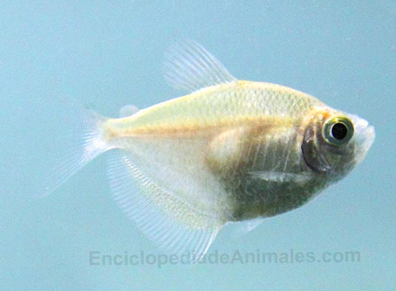 Pez monja o tetra negro | Gymnocorymbus ternetzi ️